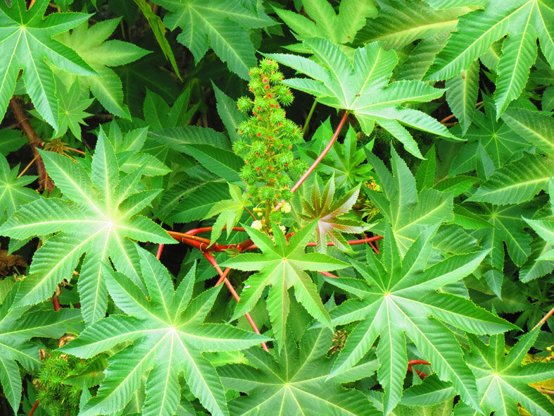 Giftpflanzen / Giftpflanzendatenbank | Das sichere Haus