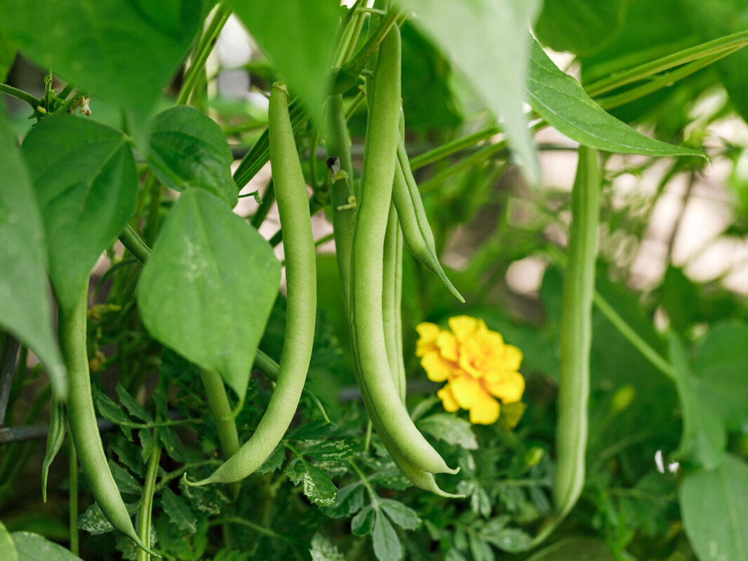 Giftpflanzen / Giftpflanzendatenbank | Das sichere Haus